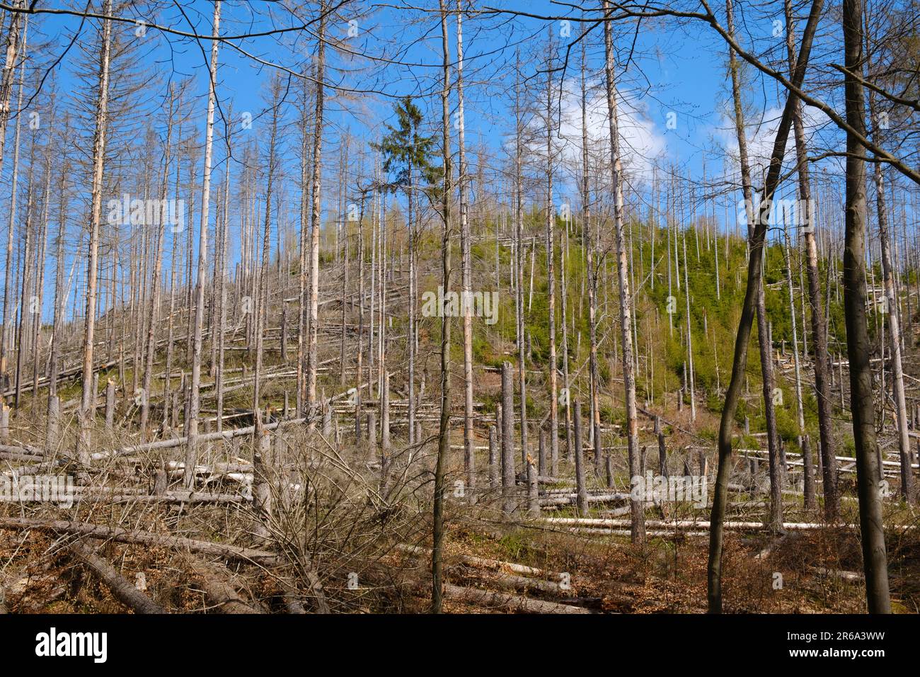 Dead and fallen spruces, climate change, Harz National Park, Harz ...