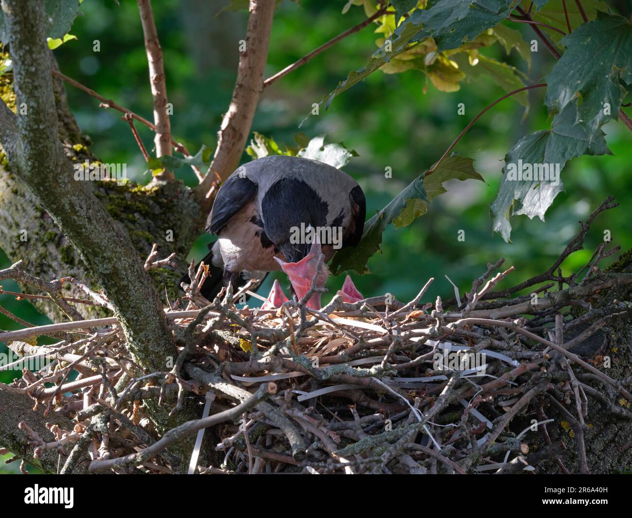 Hooded crows (Corvus cornix) feeding the young in the nest, Friedenau ...