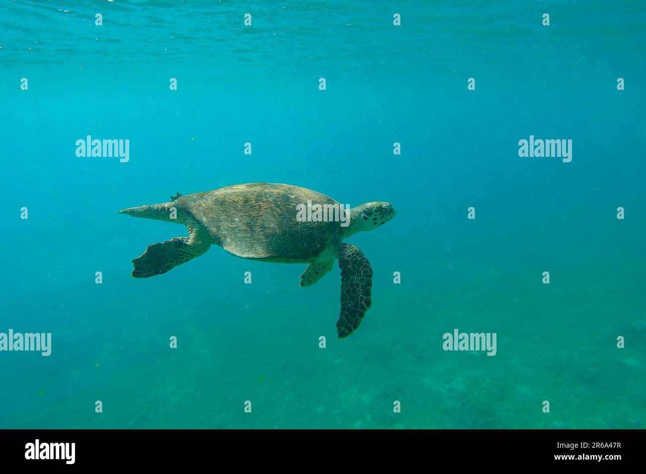 Very old-aged male Hawksbill Sea Turtle or Bissa (Eretmochelys ...