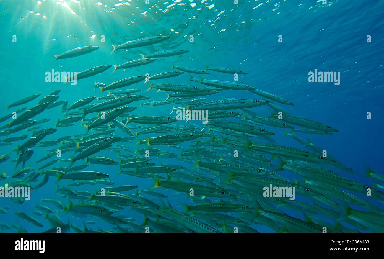 Close-up of lot of shoal of Barracuda floats in blue Ocean. Large ...