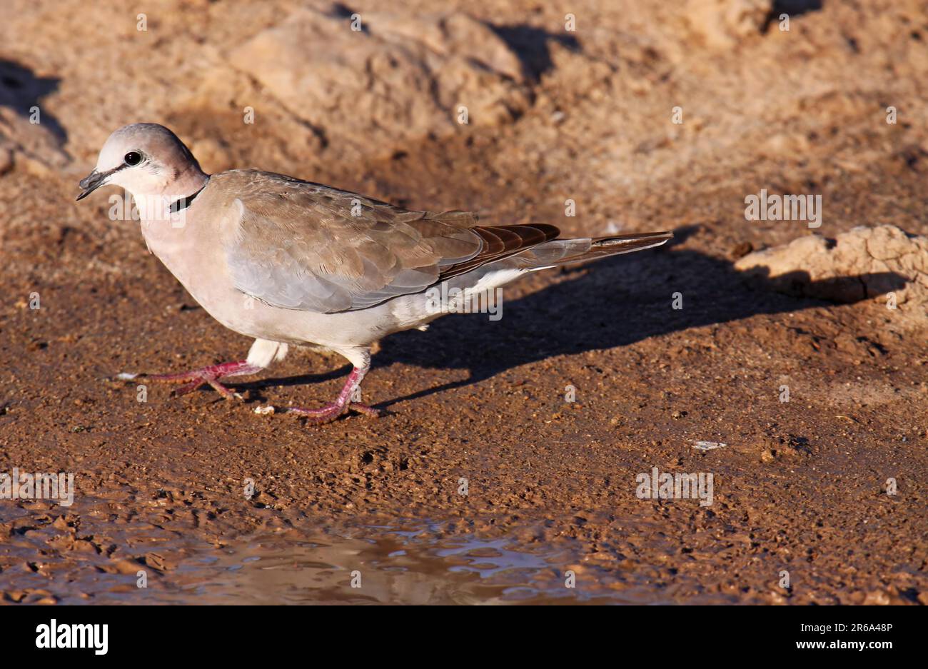 Kapturteltaube, Gurrtaube, ring-necked dove (Streptopelia capicola ...