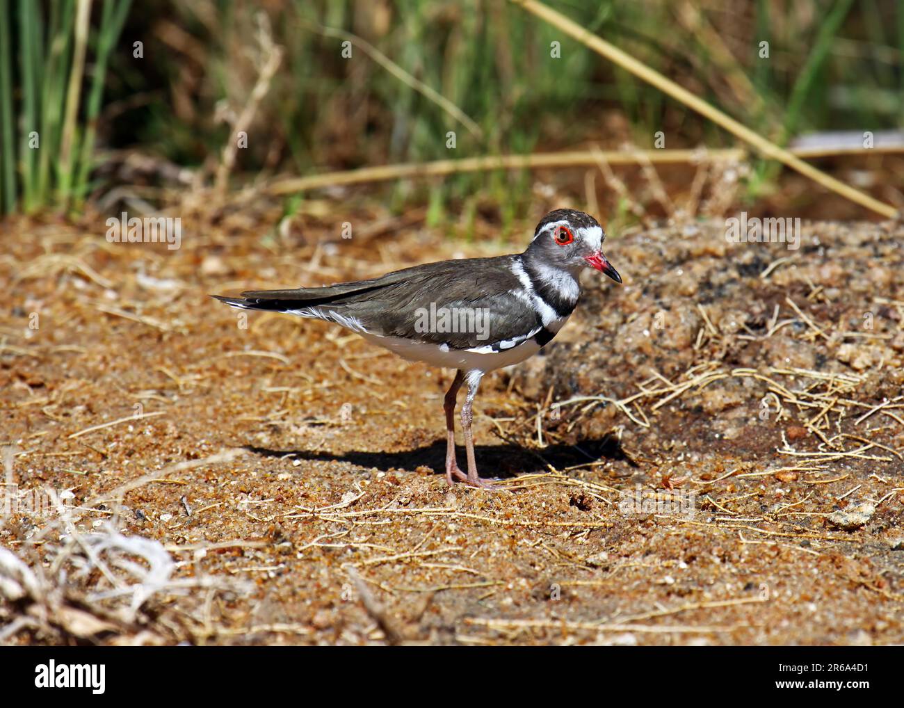 Three-banded plover, S Stock Photo - Alamy