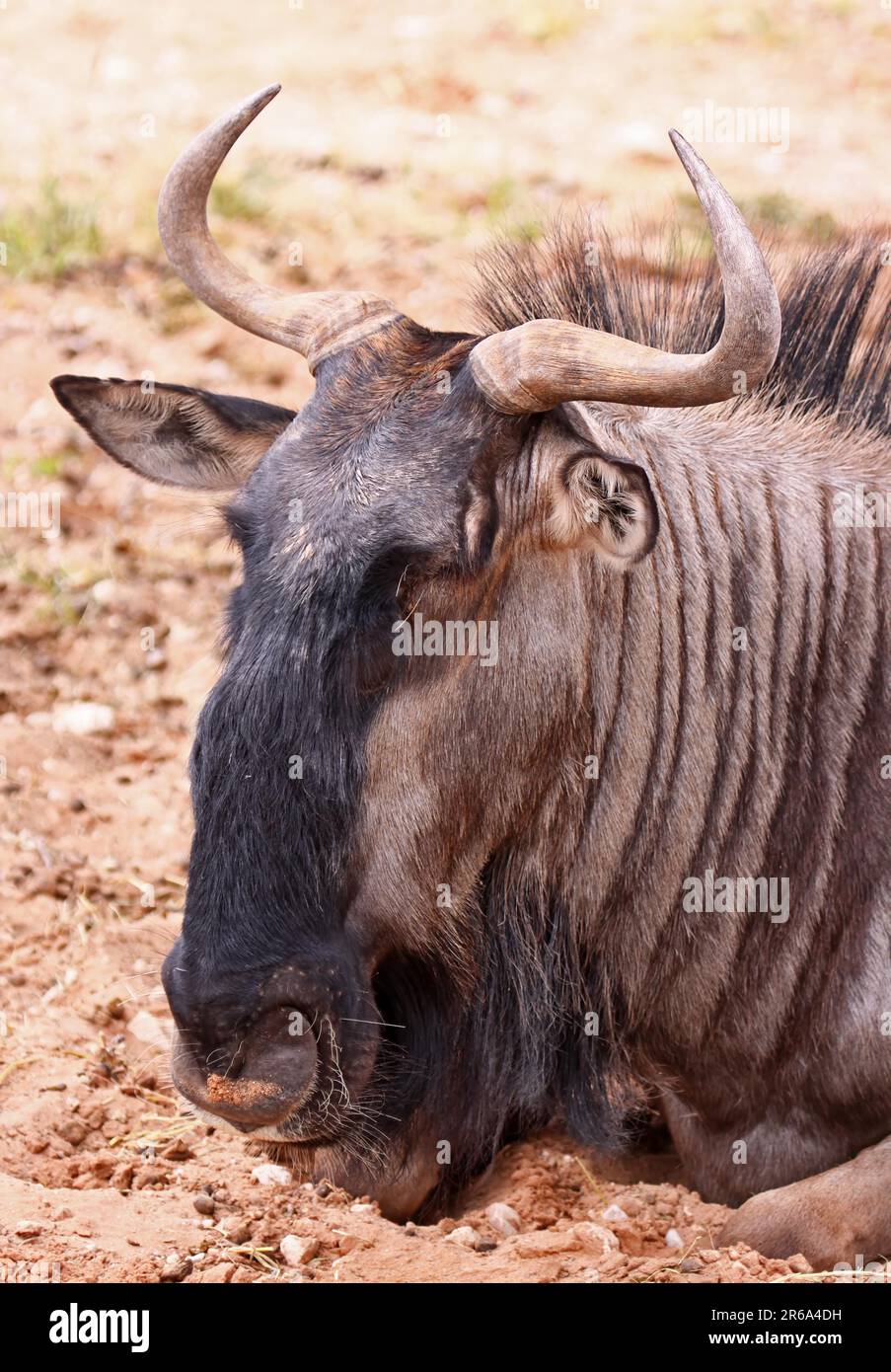 Streifengnu, blue wildebeest (Connochaetes taurinus), S Stock Photo - Alamy
