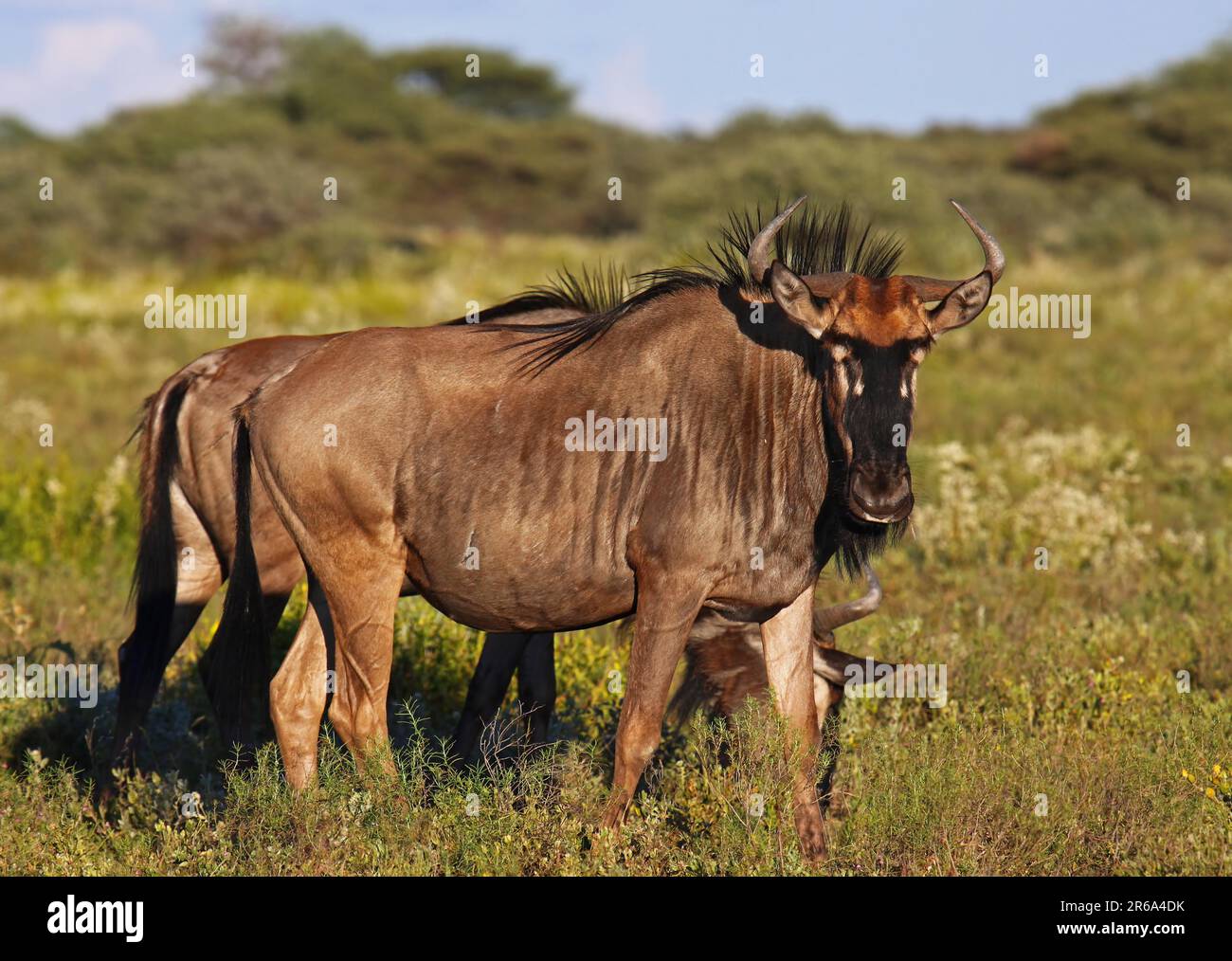 Streifengnus, blue wildebeest (Connochaetes taurinus), Namibia Stock ...