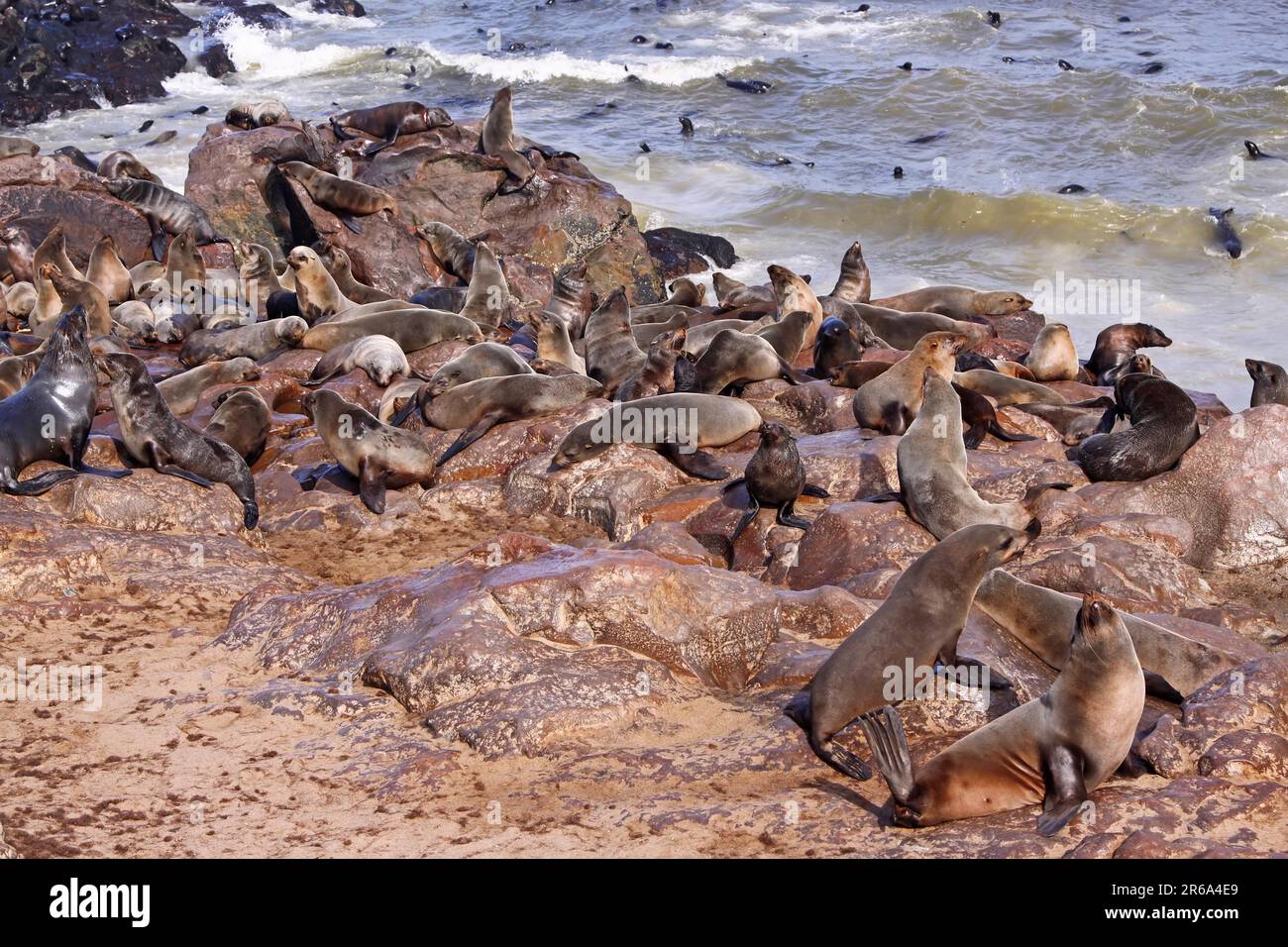 Cute colony hi-res stock photography and images - Alamy