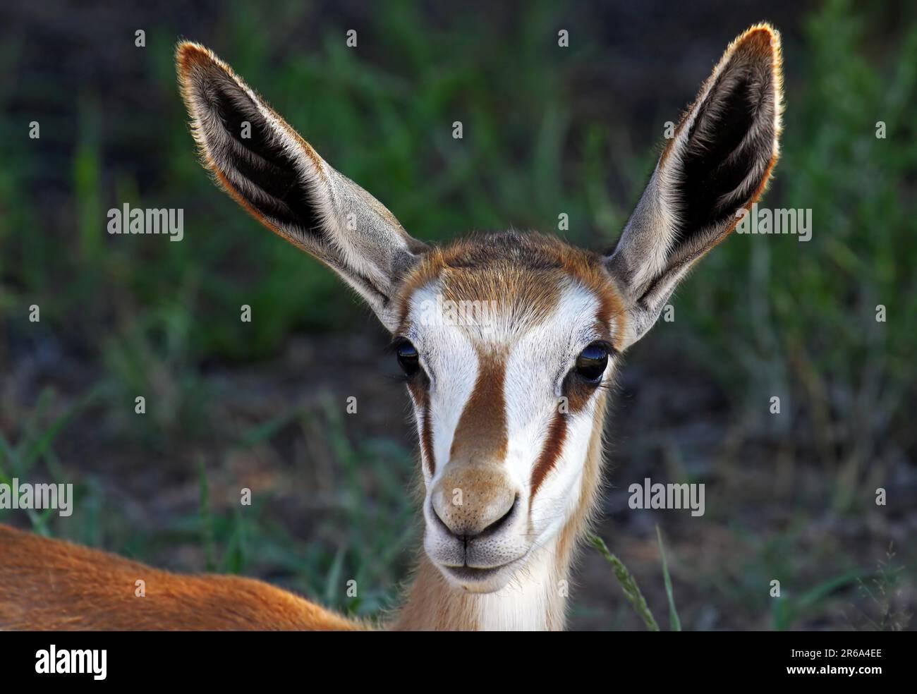 Springbok baby hi-res stock photography and images - Alamy