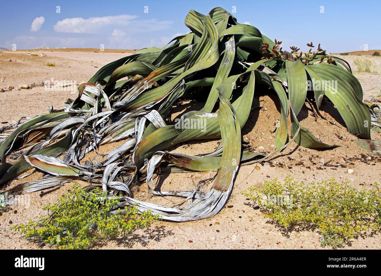 On the Welwitschia (Welwitschia Mirabilis) Drive Namibia Stock Photo ...