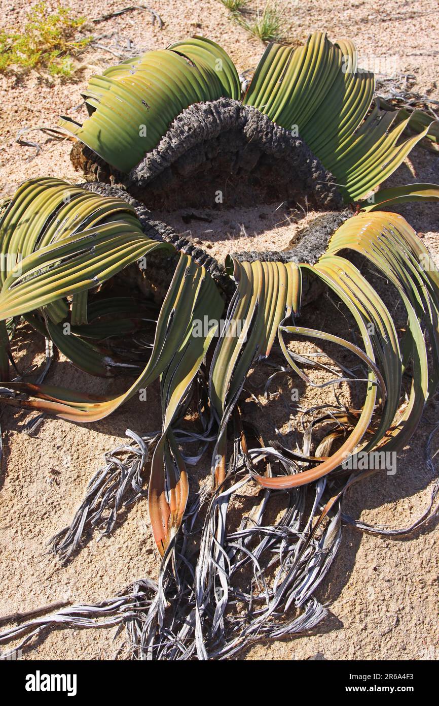 On the Welwitschia (Welwitschia Mirabilis) Drive Namibia Stock Photo ...