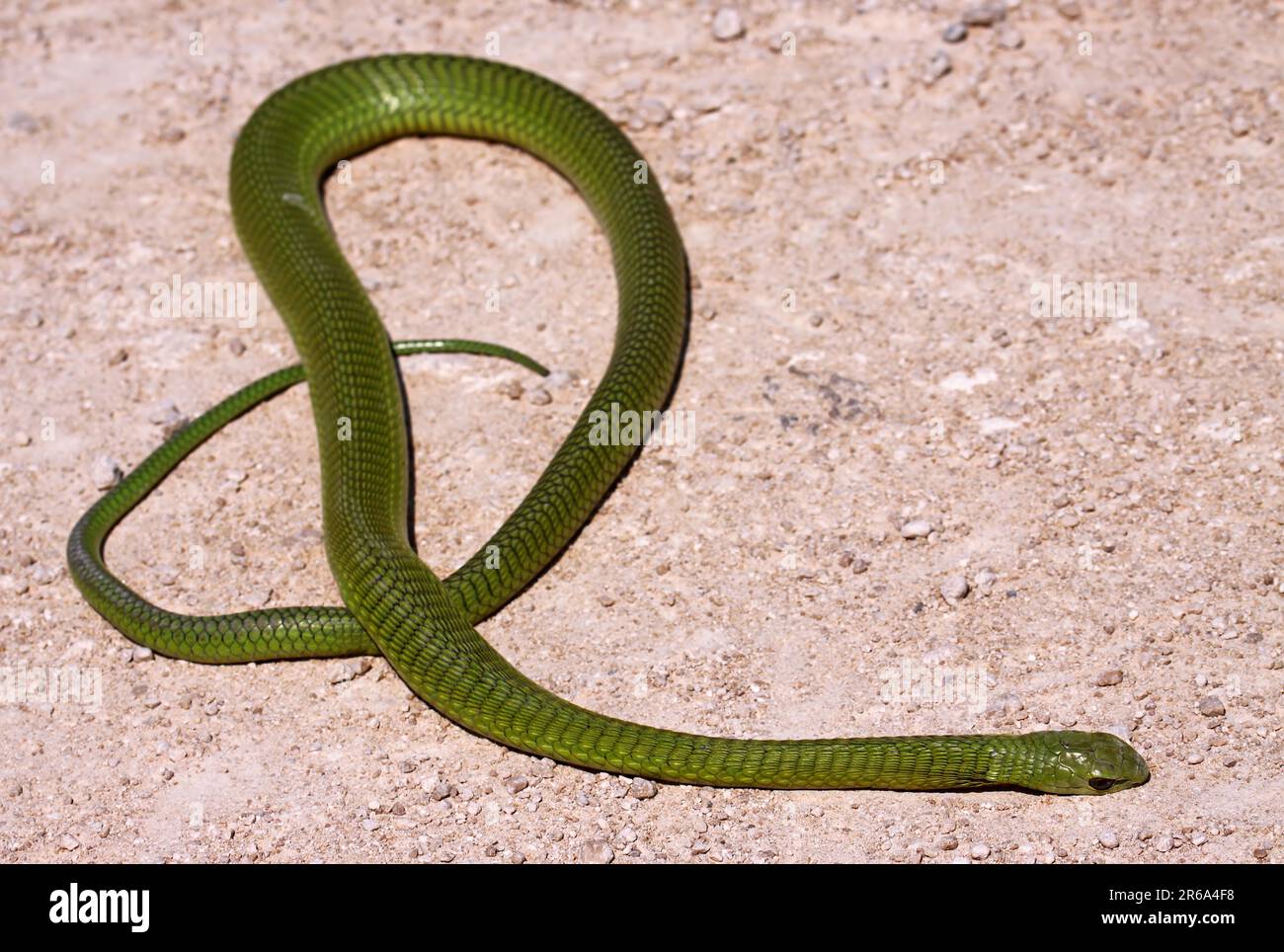 Boomslang viper hi-res stock photography and images - Alamy
