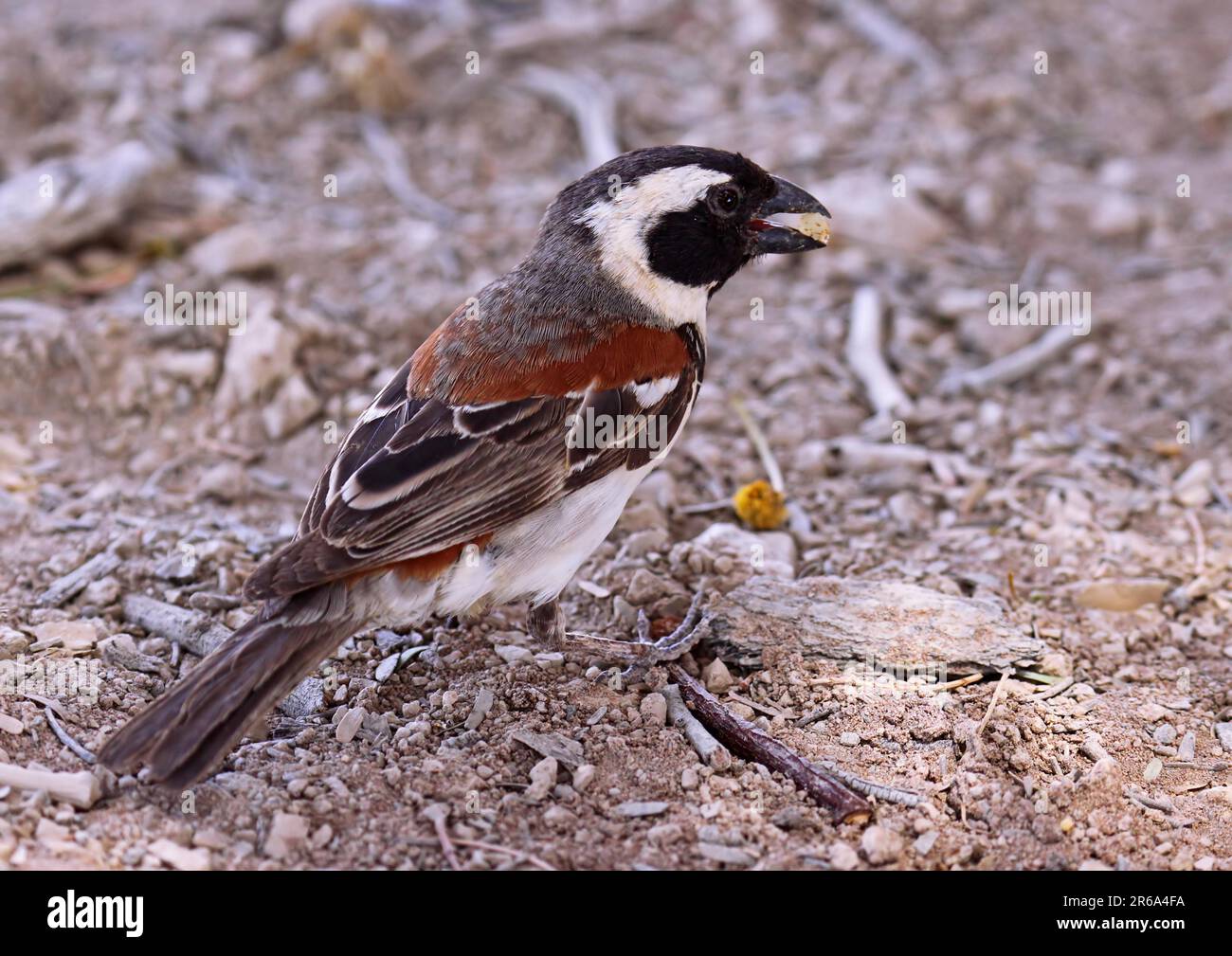 Kapsperling, Namibia, cape sparrow (Passer melanurus Stock Photo - Alamy