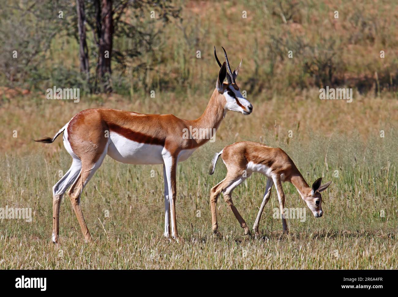 Springbok with offspring, S Stock Photo - Alamy