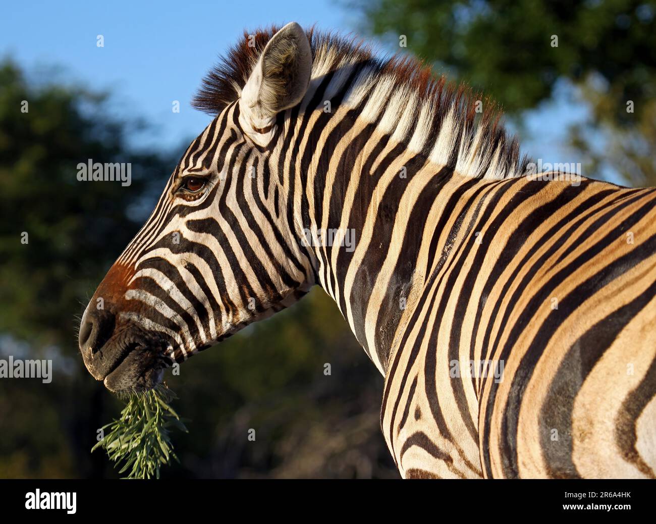 Zebra in the evening sun, Plains Zebra (Equus quagga), Etosha, Namibia ...