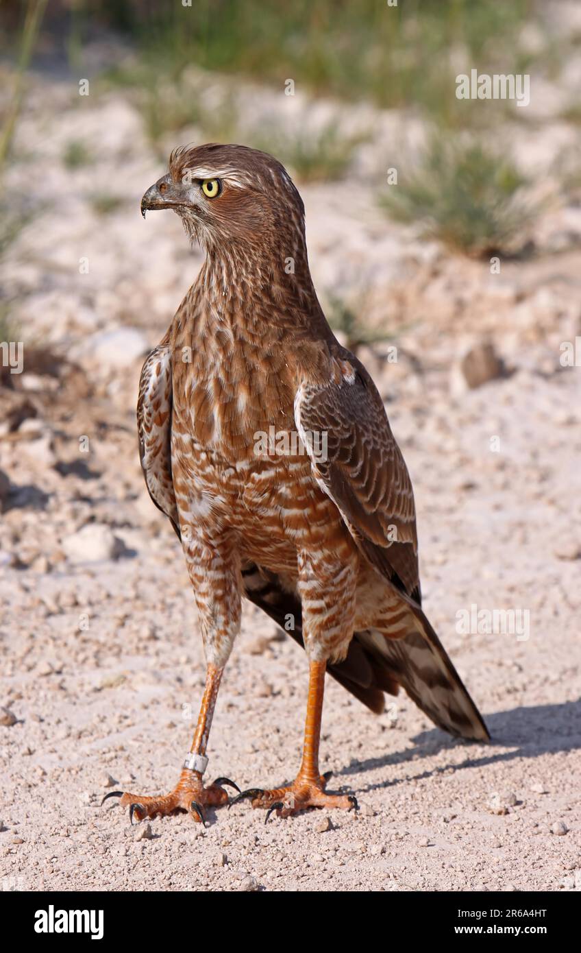 Big go hi-res stock photography and images - Alamy