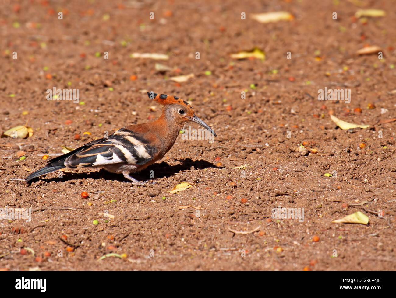 African hoopoe hi-res stock photography and images - Alamy