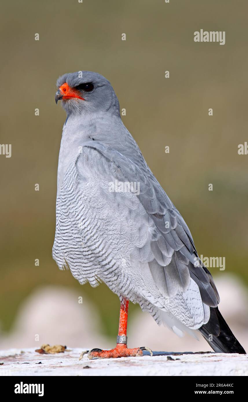 Singhabicht, Habicht, Namibia Stock Photo - Alamy