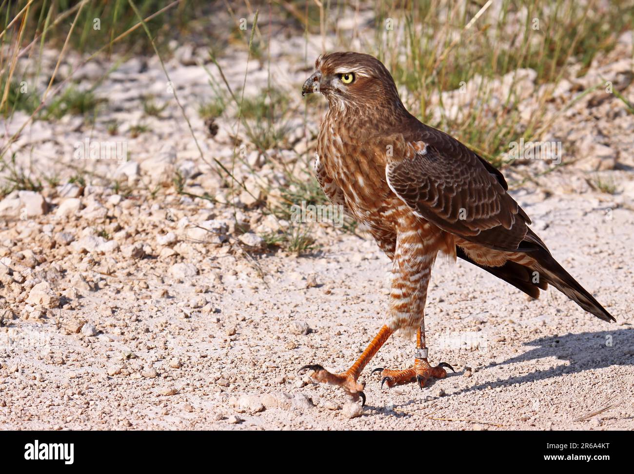 Big go hi-res stock photography and images - Alamy