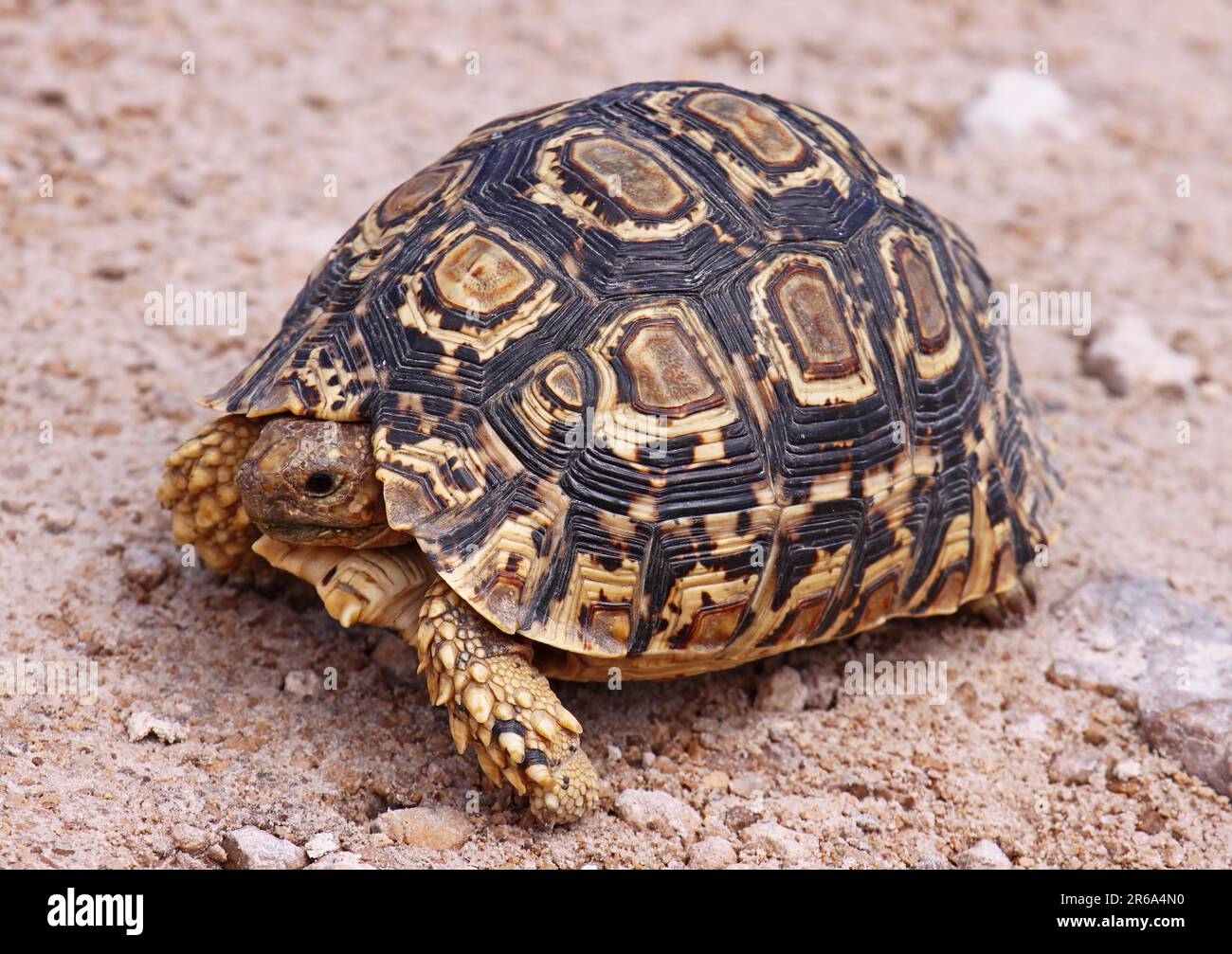 Leopard Shield Cr Stock Photo - Alamy
