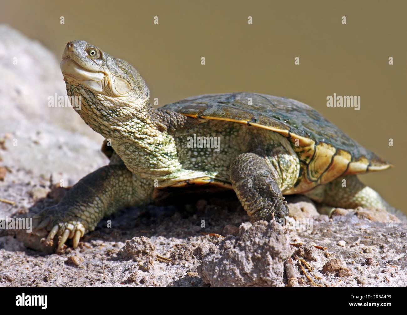 Testudo genus hi-res stock photography and images - Alamy