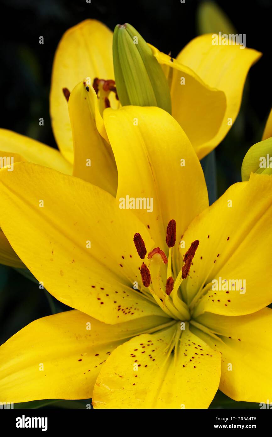 Yellow lily (Lilium), yellow lily Stock Photo - Alamy