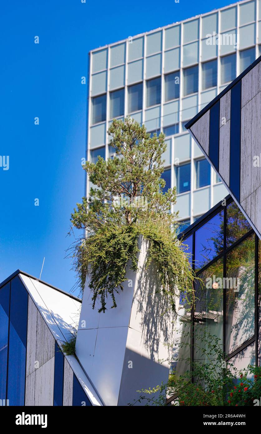 A scenic view of a row of tall trees on a ledge in front of a modern ...