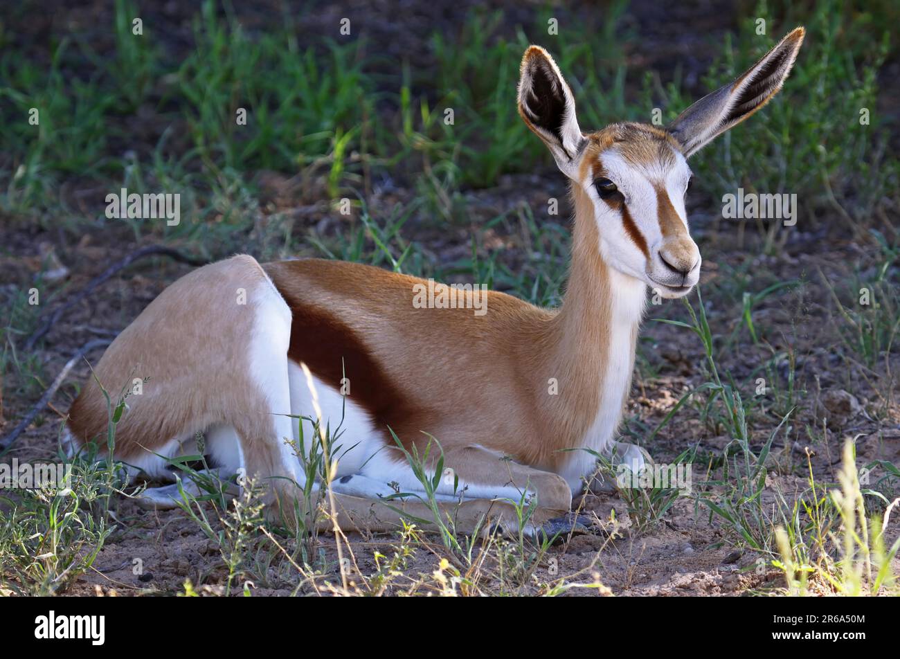 Baby springbok hi-res stock photography and images - Alamy