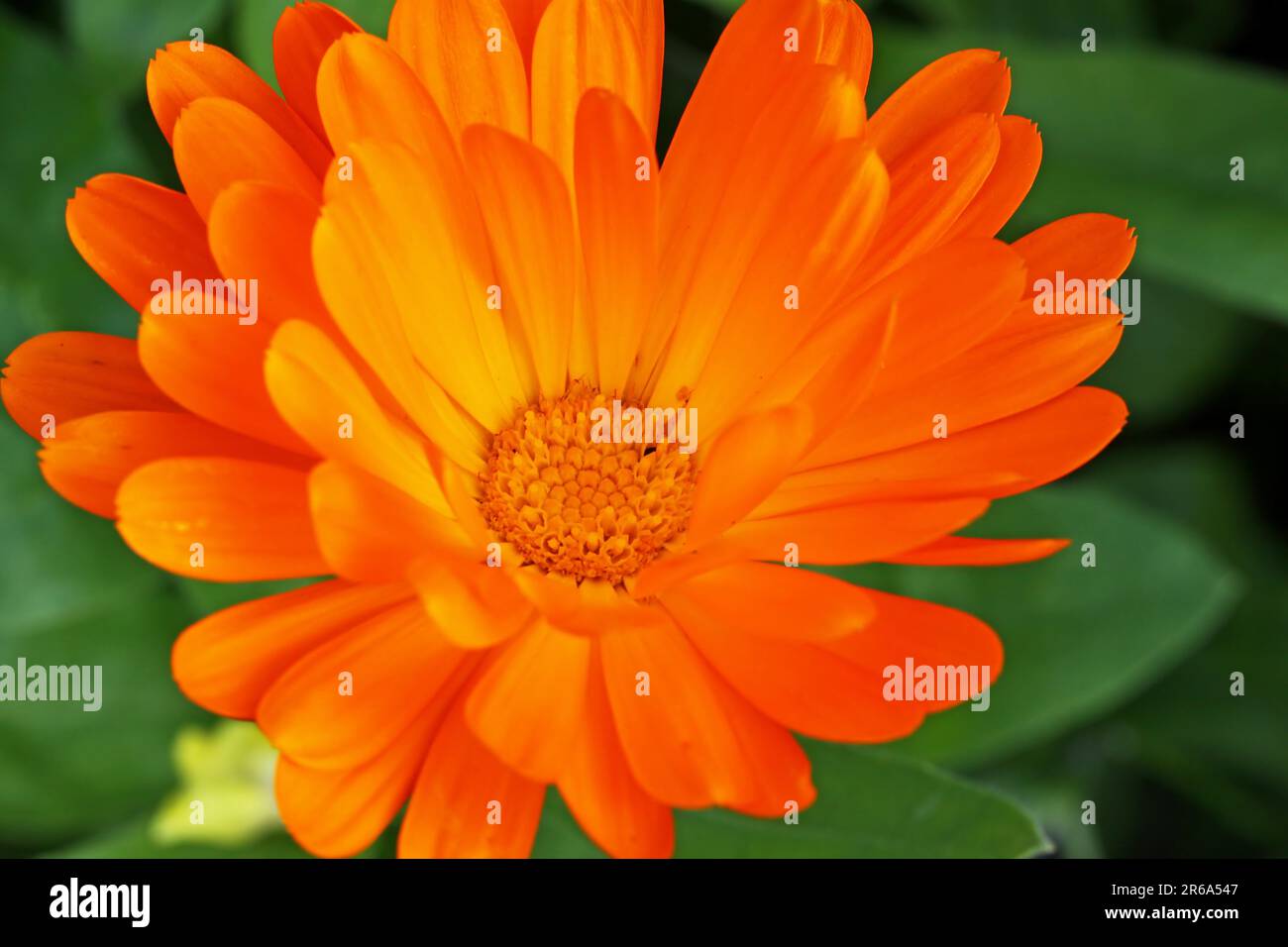 Marigold (Calendula officinalis), Marigold Stock Photo - Alamy