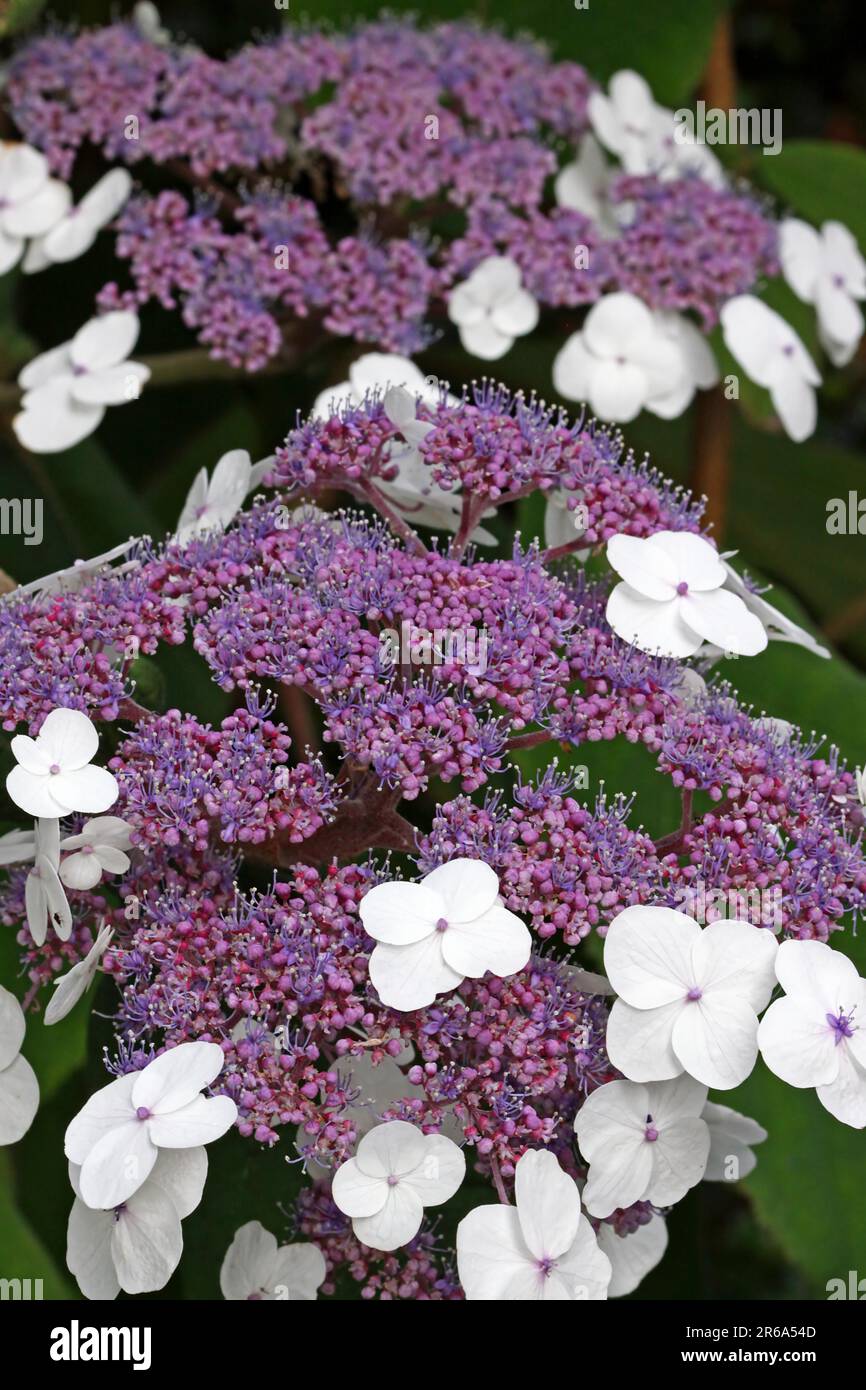 Hydrangea bl hi-res stock photography and images - Alamy