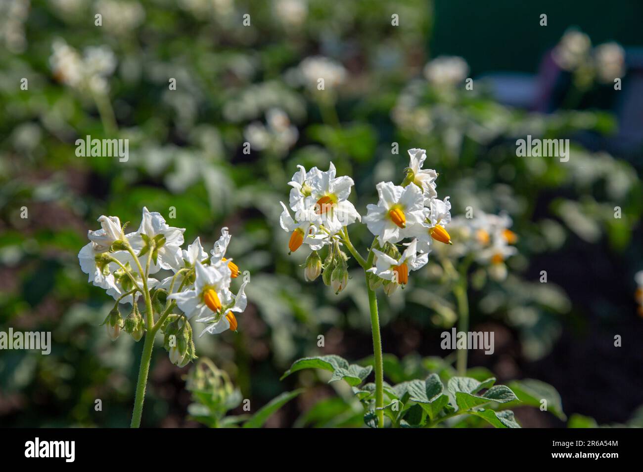 Potato flowers blooming in agriculture organic farm. potato farming and ...
