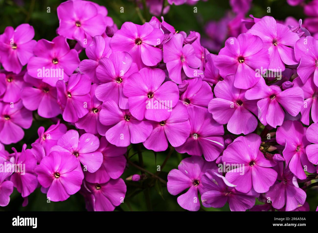 Flame flower, Phlox, Polemoniaceae Stock Photo - Alamy
