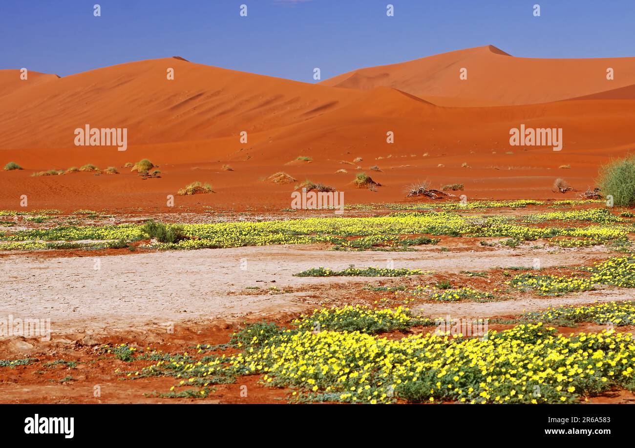 Namibian national flower hi-res stock photography and images - Alamy