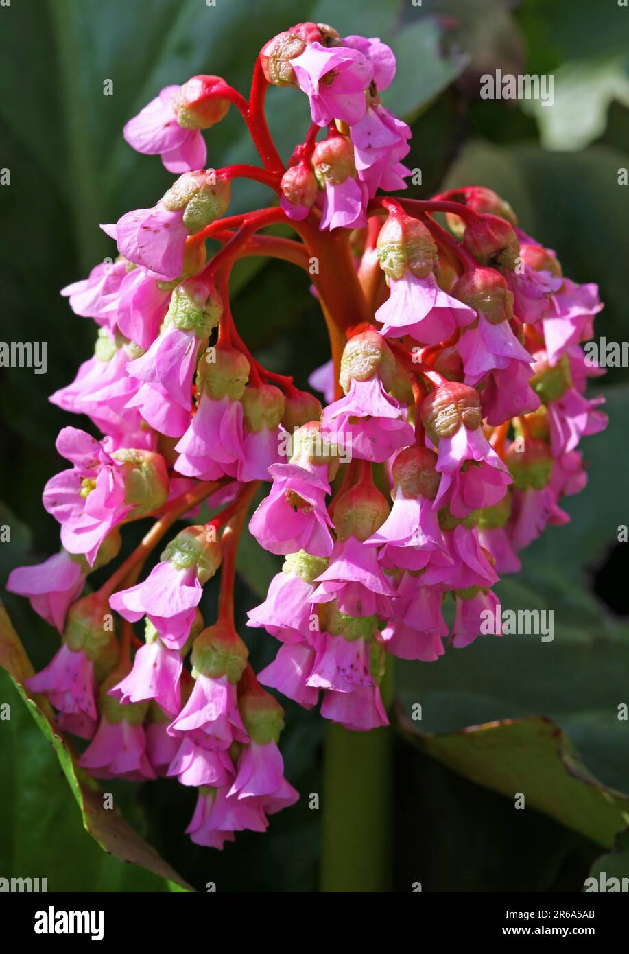 Elephant ears plant bergenia hi-res stock photography and images - Alamy