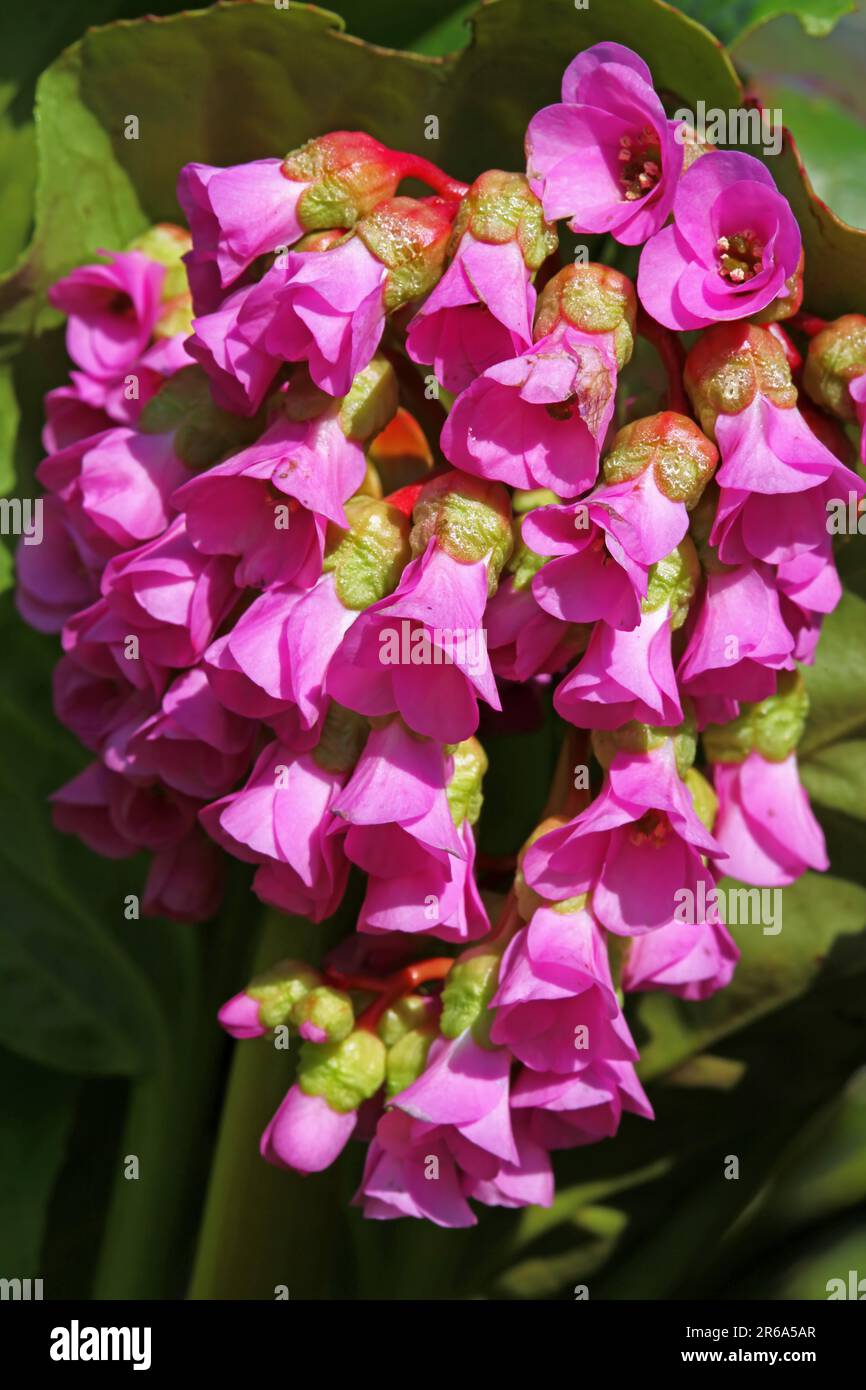 Elephant-ears (Bergenia), Wrap-around root Stock Photo - Alamy