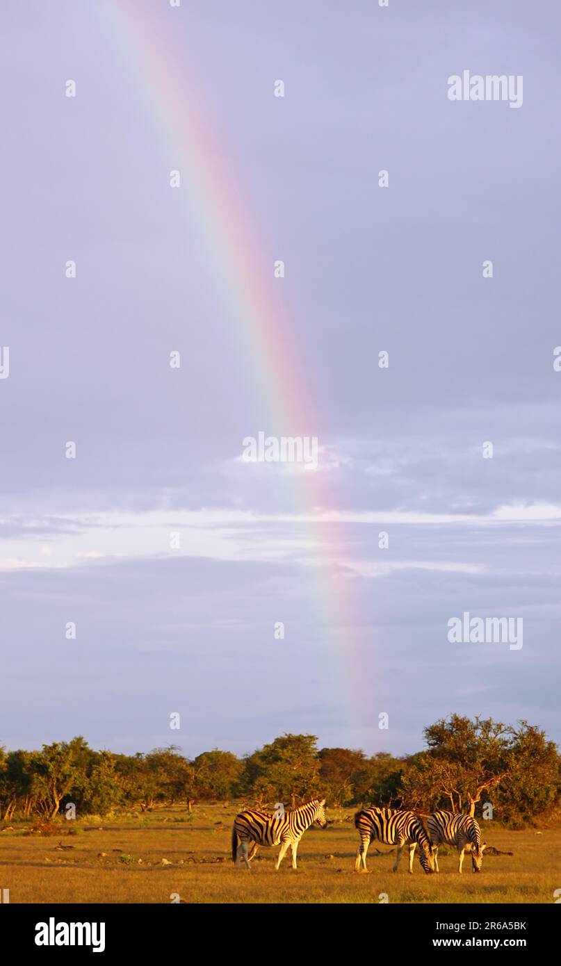 Atmospheric wildlife hi-res stock photography and images - Alamy