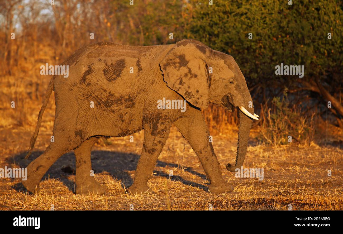 Elephant at evening light, Chobe Riverfront, Botswana, Elephant at ...