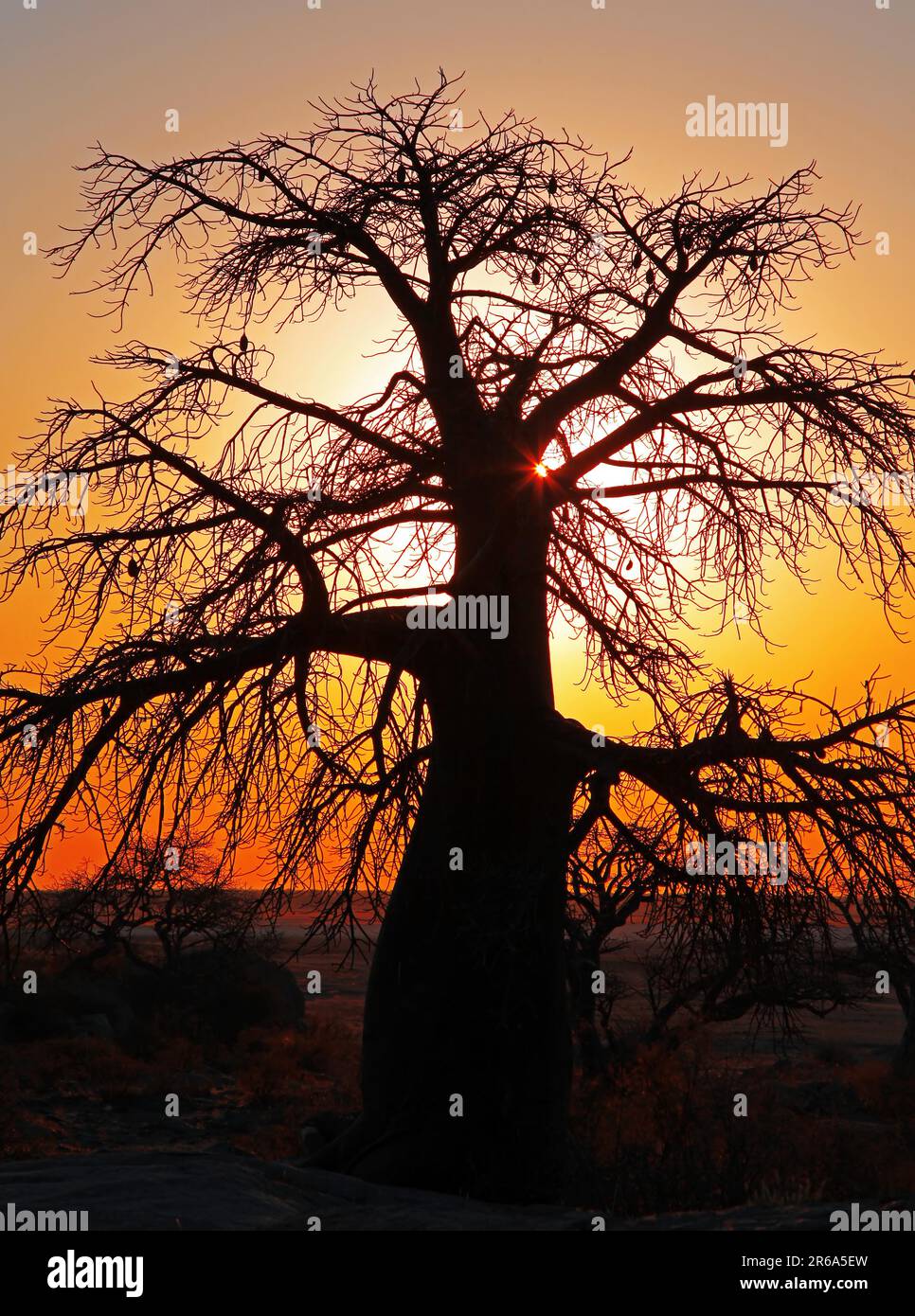 Baobab in the sunset, Kubu Island, Makgadikgadi pans, Botswana, famous ...