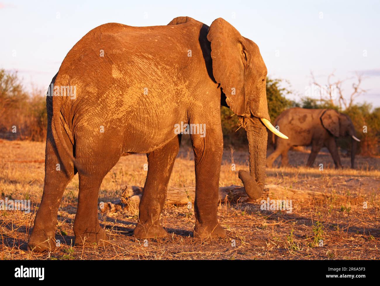 Elephant at evening light, Chobe Riverfront, Botswana, Elephant at ...
