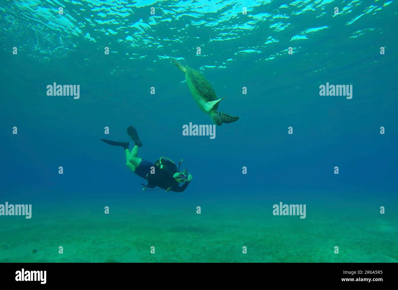 Slow motion wildlife video common hi-res stock photography and images ...