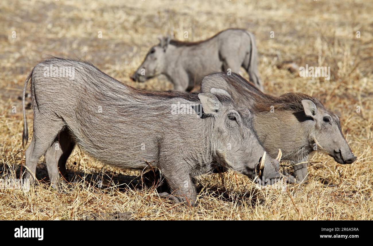 Common warthog (Phacochoerus africanus) Chobe, Botswana, Warthogs ...