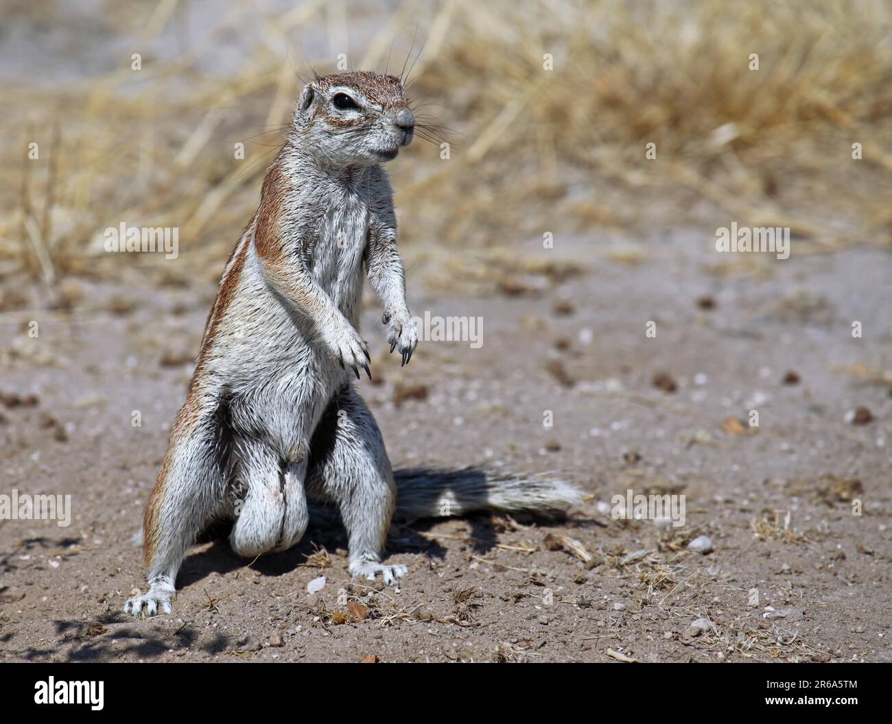 Animal testicle hi-res stock photography and images - Alamy