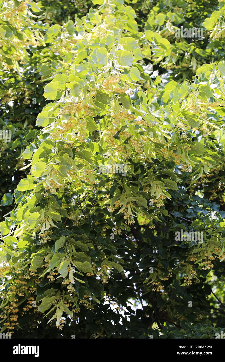 Linden tree in bloom ready for harvesting flowers Stock Photo - Alamy
