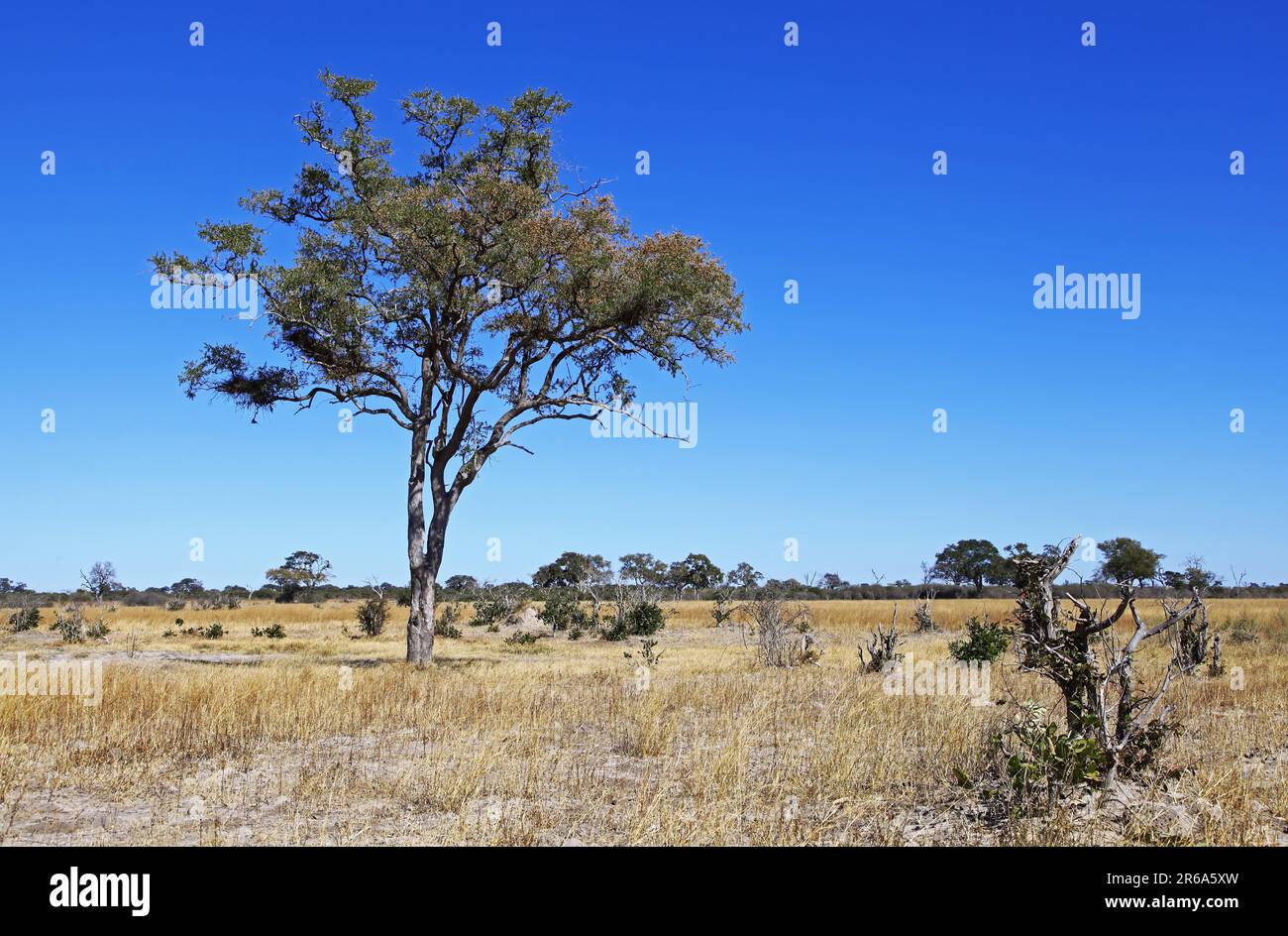 Landscape Chobe National Park, Savuti Region, Chobe National Park ...