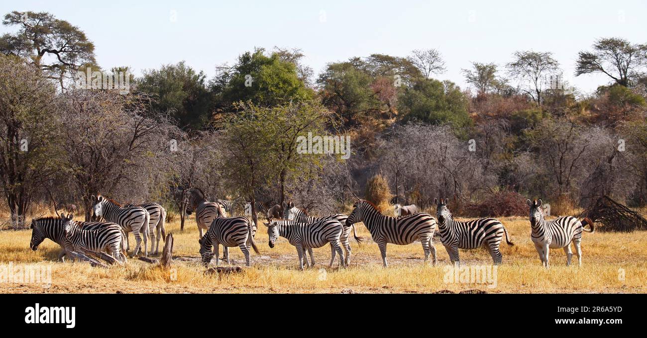 Zebra migration hi-res stock photography and images - Alamy