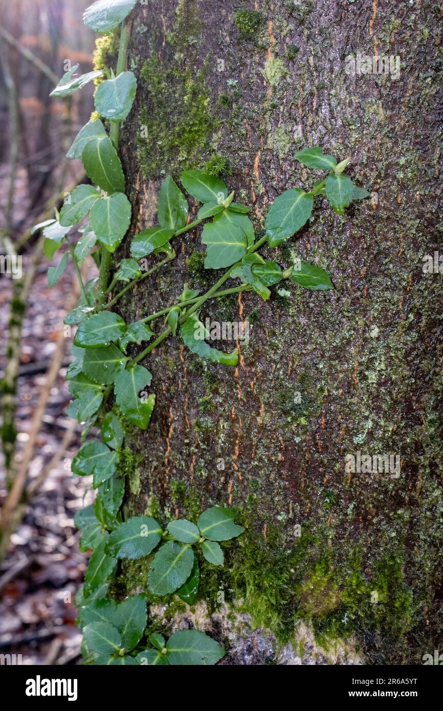 An isolated shot of lush ivy growing up the trunk of a tall tree in a ...