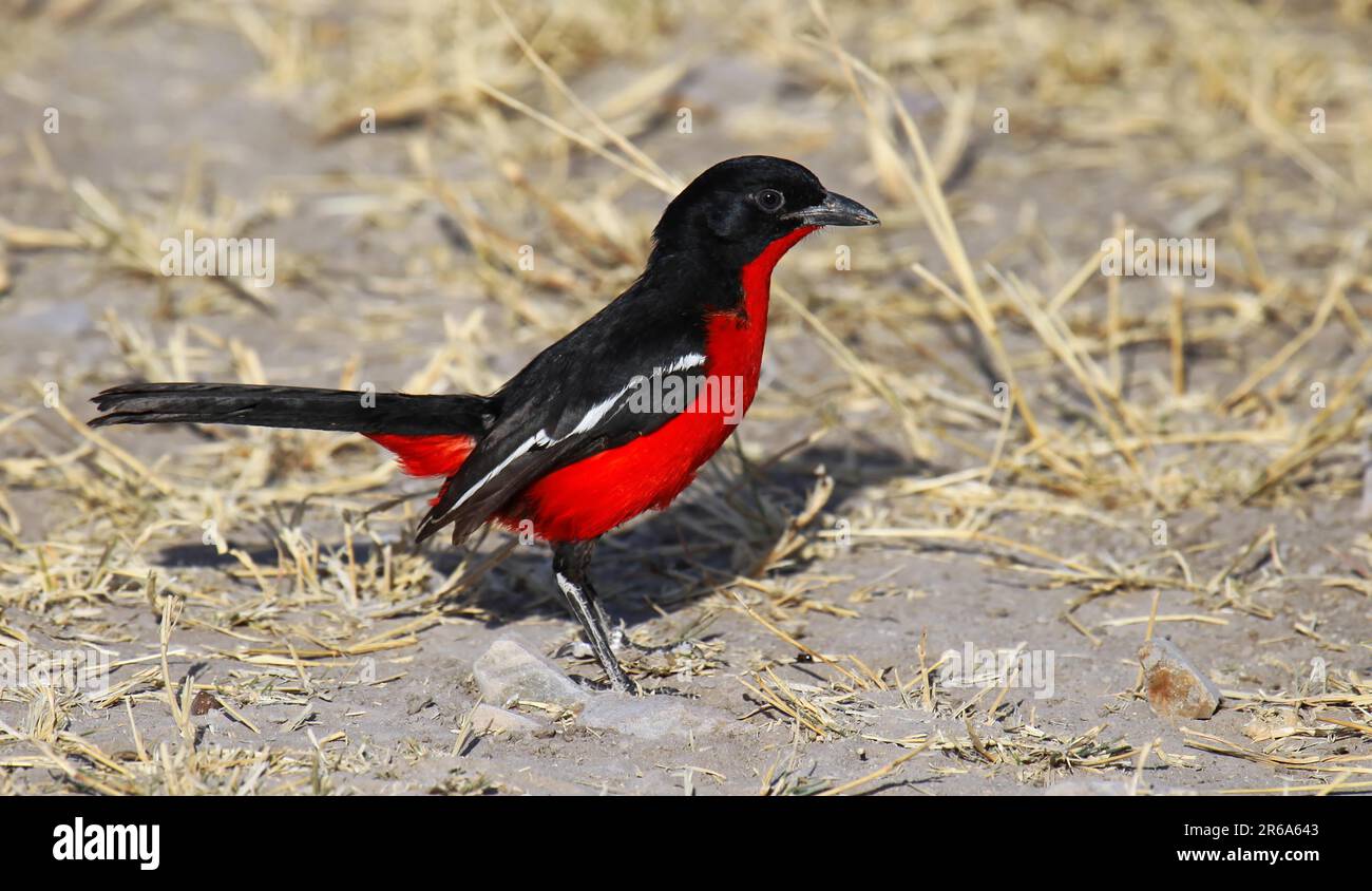Redbelly photography hi-res stock photography and images - Alamy