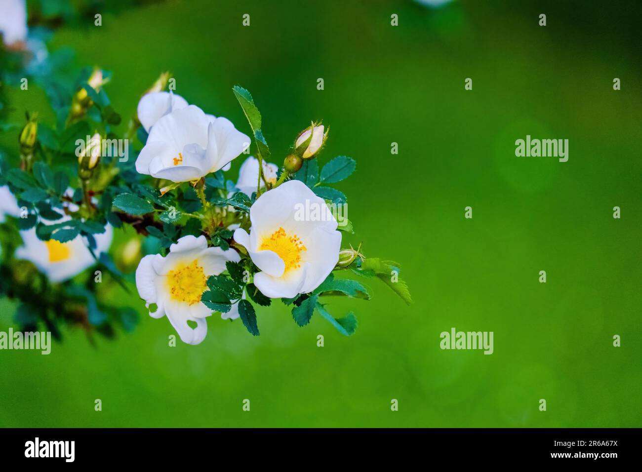 Seasonal spring flowers from garden in nature Stock Photo - Alamy