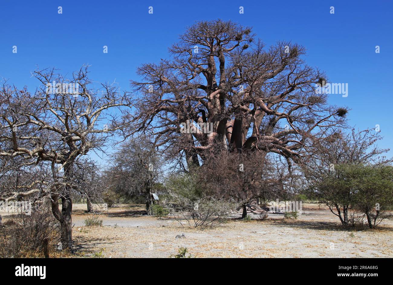 Chapman's Baobab, one of the largest Stock Photo - Alamy