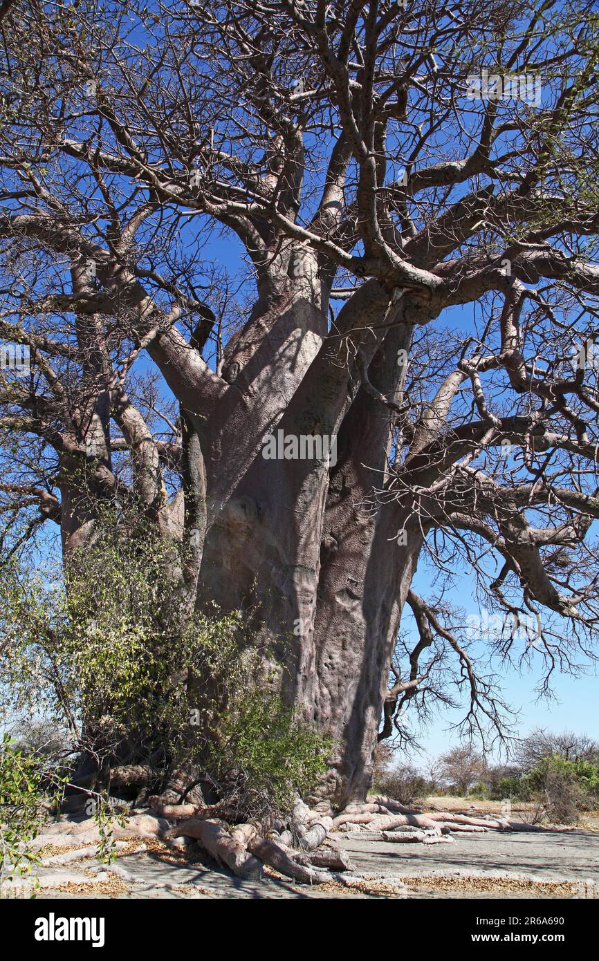Chapman's Baobab, one of the largest Stock Photo - Alamy