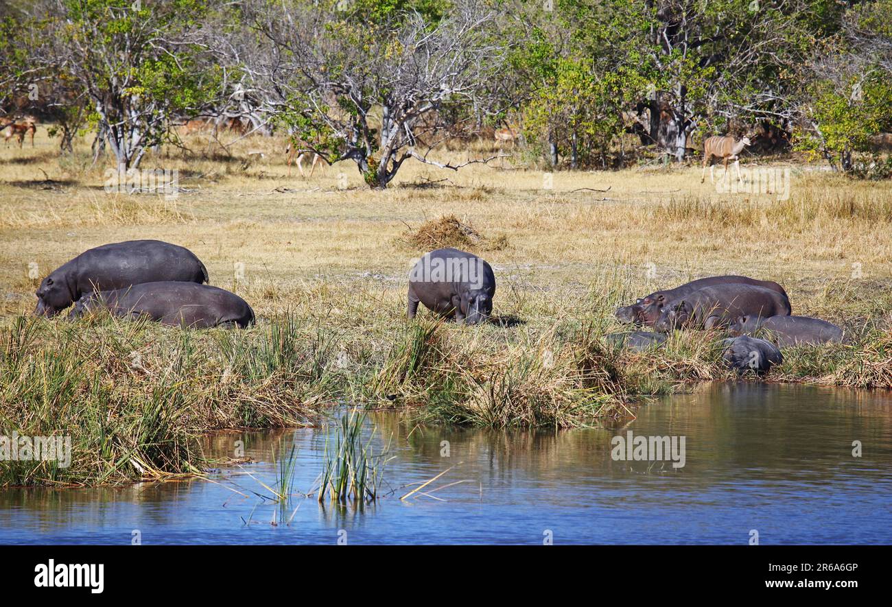 At the Dombo Hippo Pool in Moremi Game Reserve, Botswana, Dombo Hippo ...