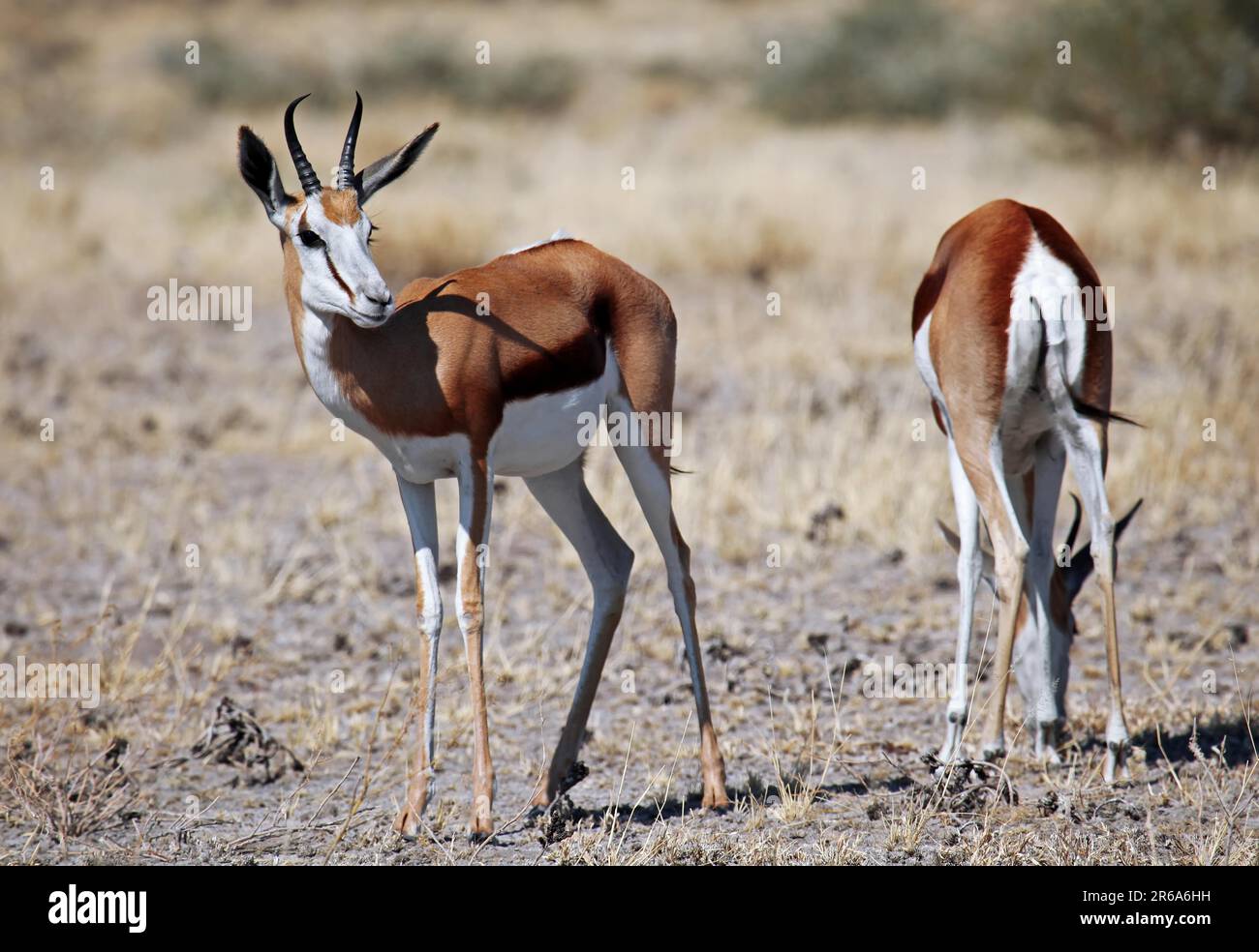 Springbock, Central Kalahari Game Reserve, Botswana, Botsuana ...