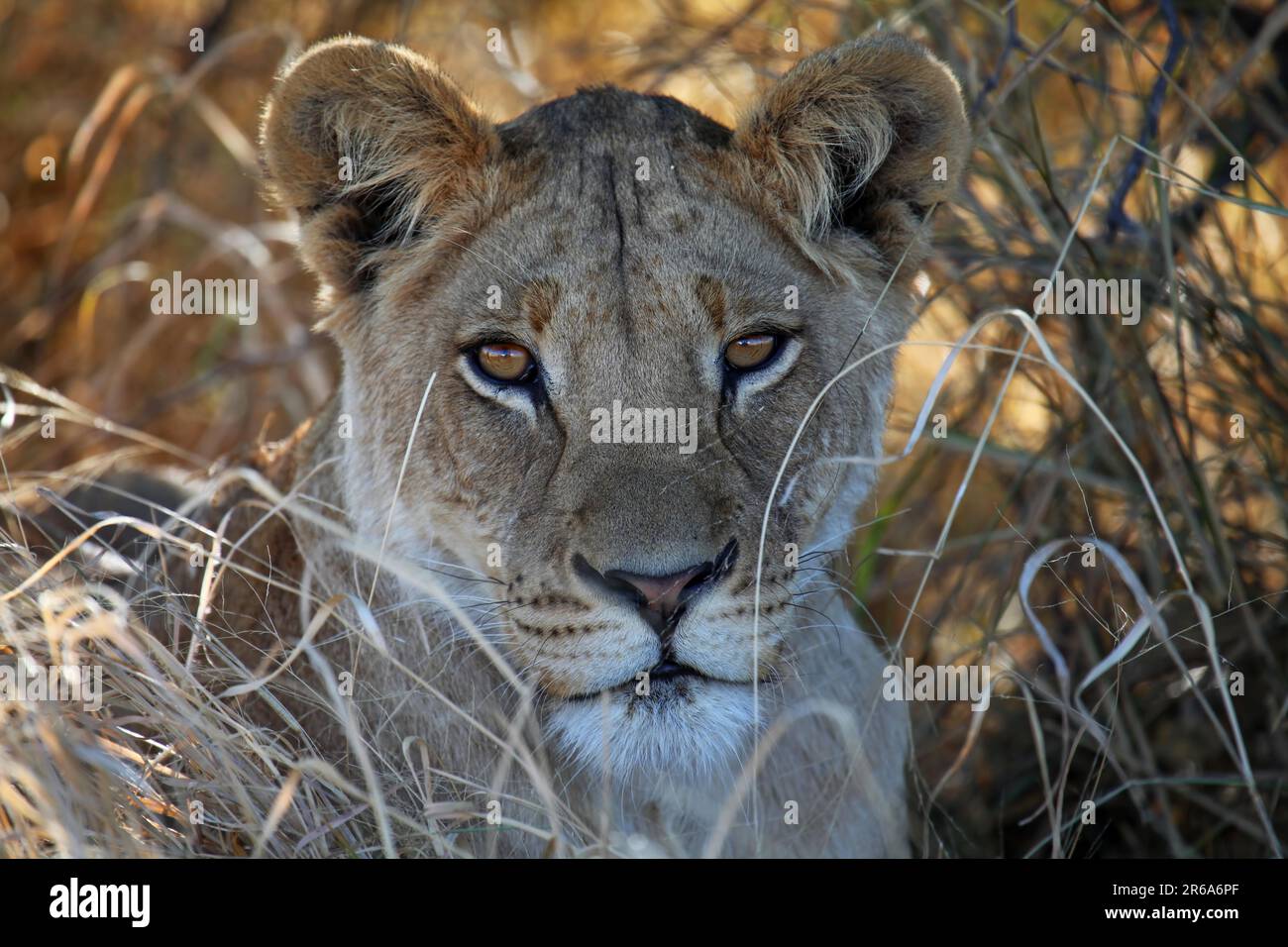 Young l hi-res stock photography and images - Alamy